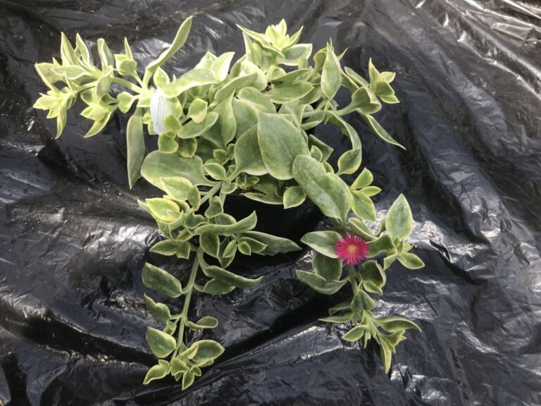 Mezoo Trailing Red Dorotheanthus (Vegetative) – Domann's Plants