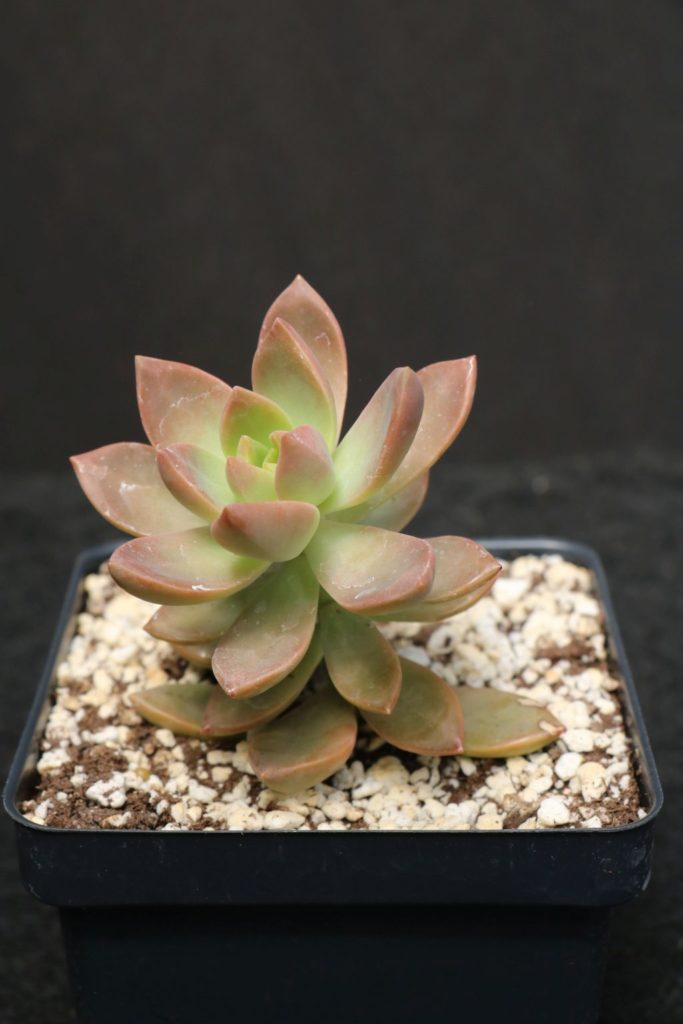 Graptopetalum “Copper Roses” Succulent – Domann's Plants
