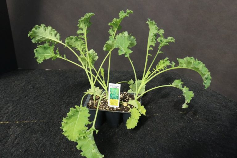 Prizm Hybrid Kale 3-Pak – Domann's Plants