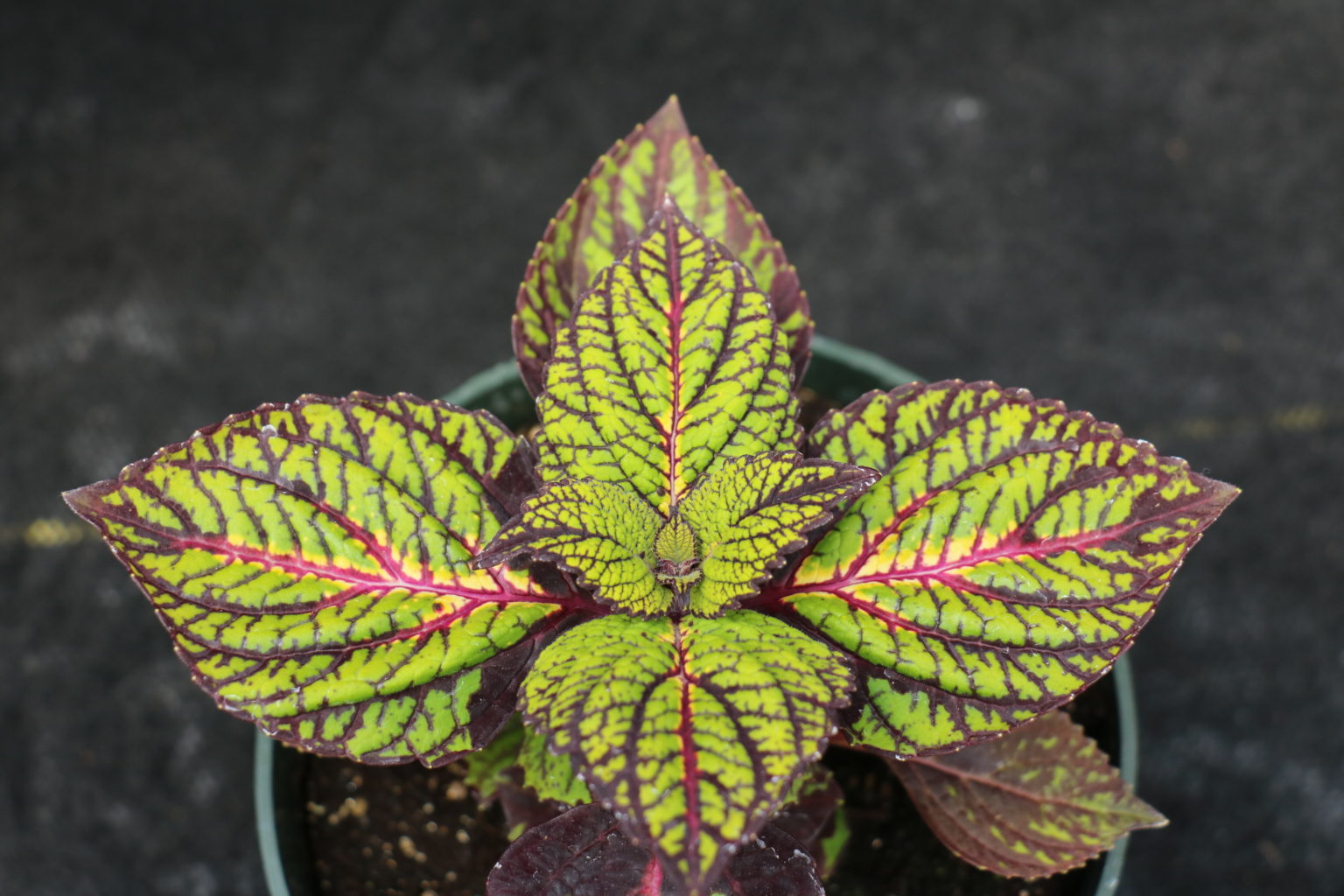Fishnet Stockings Coleus – Domann's Plants
