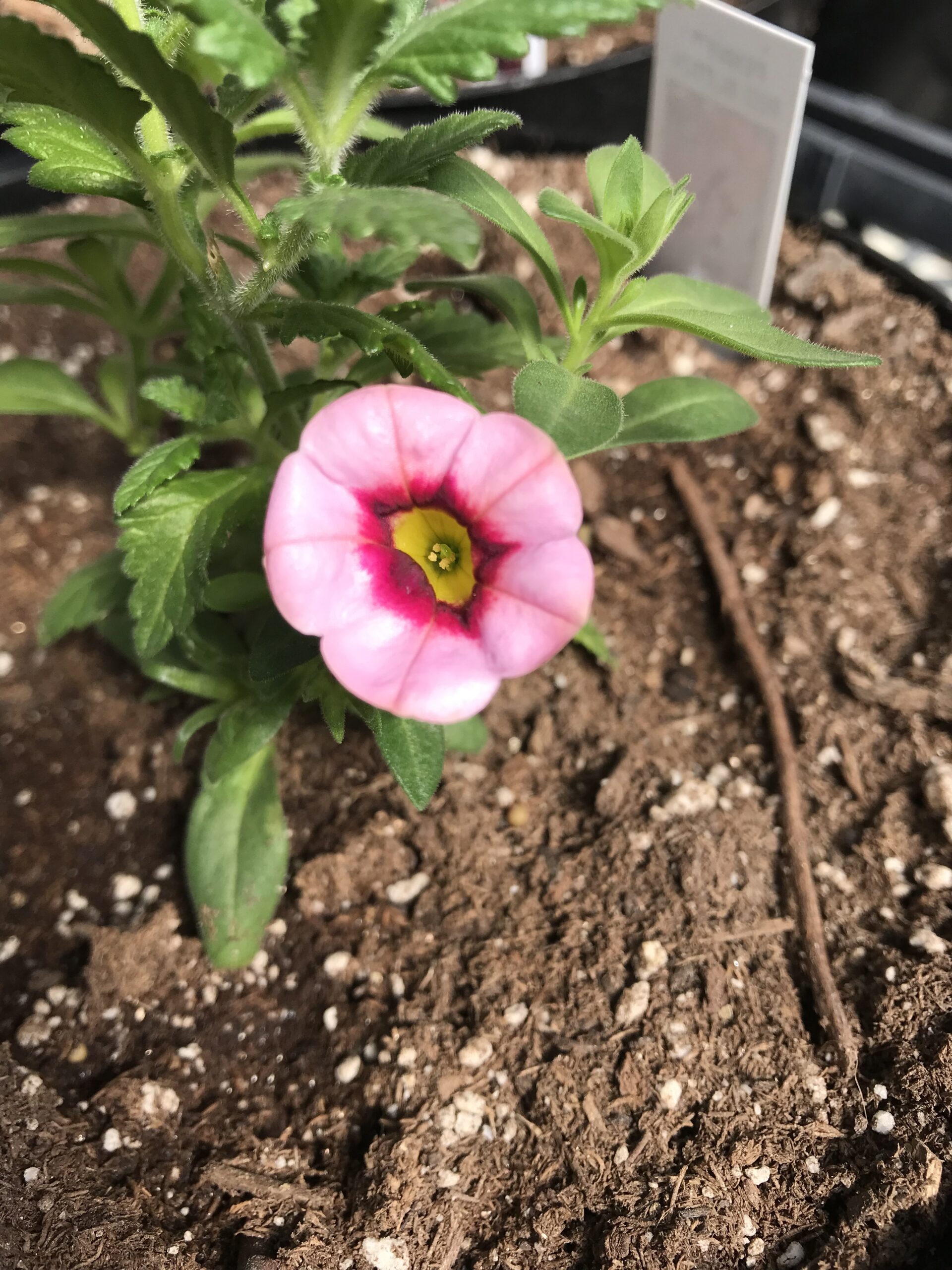 Tiki Soft Pink Calibrachoa (Vegetative) – Domann's Plants