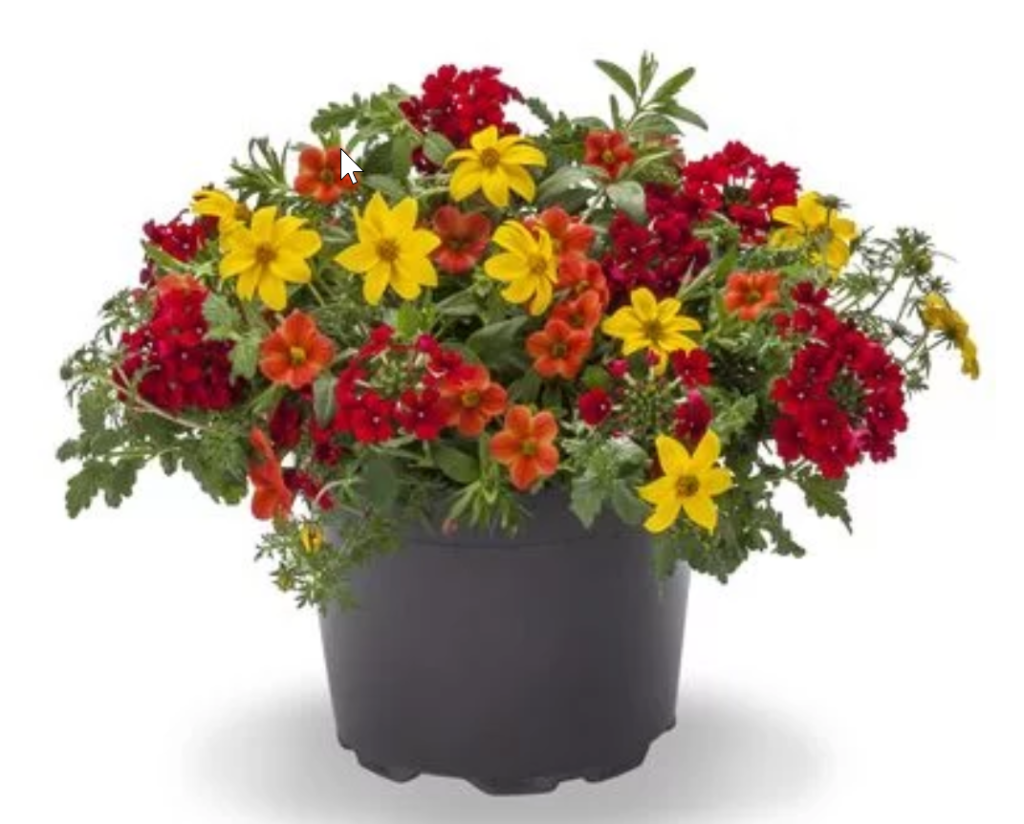 Hot Tamale Mix Combo Pot – Domann's Plants